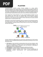 Chloroplast Labelled A Level Diagram | PDF | Chloroplast | Cell (Biology)