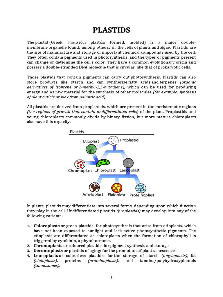 Ultrastructure of The Chloroplasts-Converted (Plant Biochem) | PDF ...