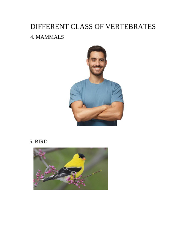 Different Class of Vertebrates | PDF
