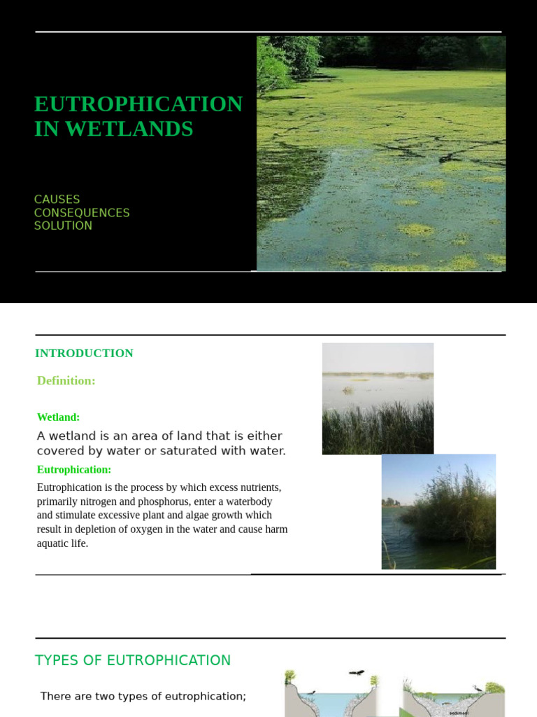 Eutrophication in Wetland (1) | PDF | Eutrophication | Water Pollution