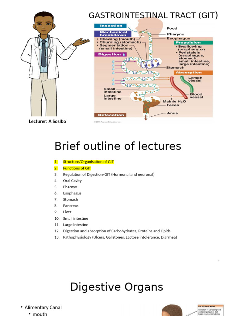 Structure And Function Of The Git | Pdf | Gastrointestinal Tract 