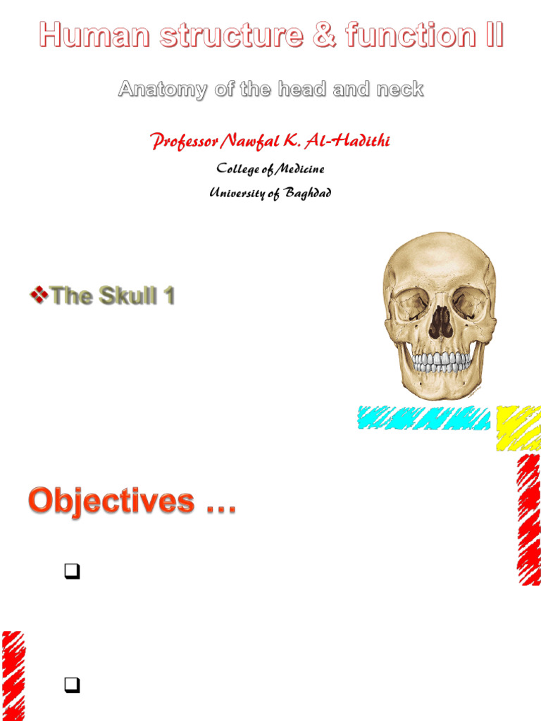 The Skull 1 Pdf Skull Human Head And Neck