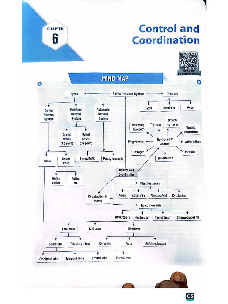 Control and Coordination | PDF