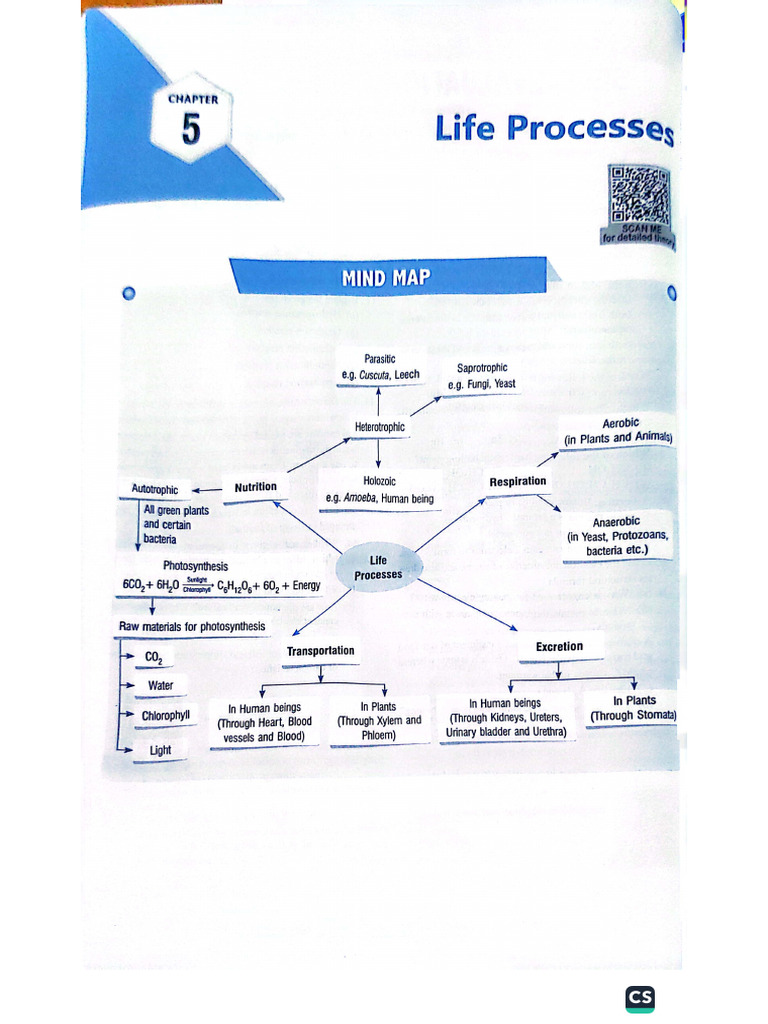 Life Processes | PDF