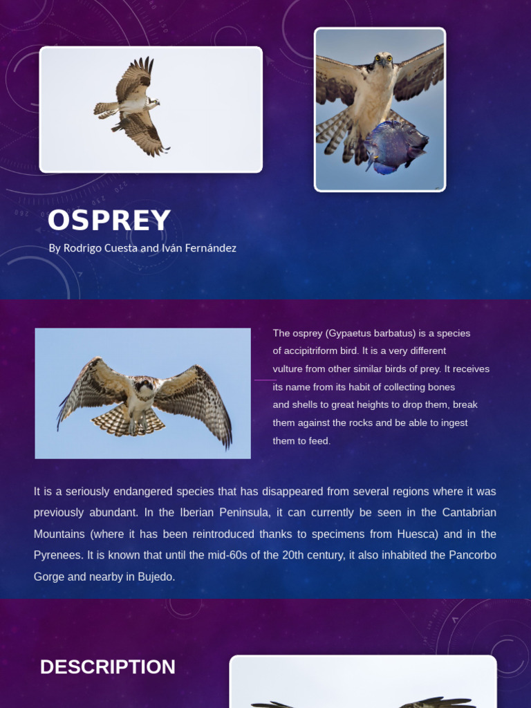Osprey | PDF | Birds | Feather