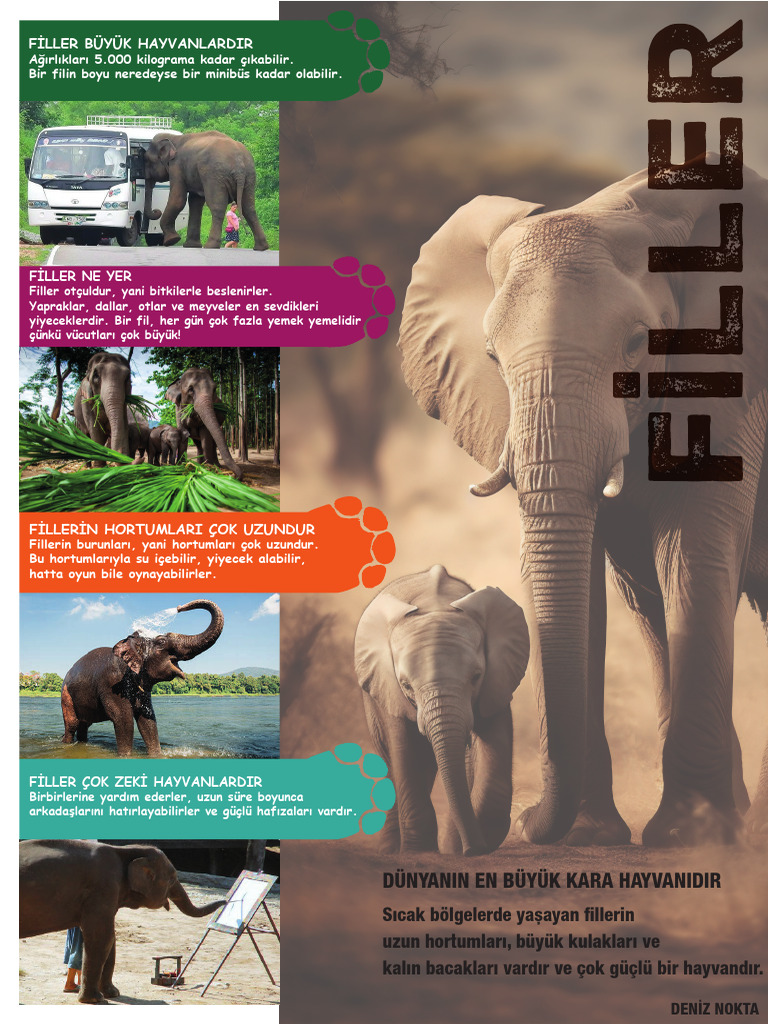 FİLLER | PDF