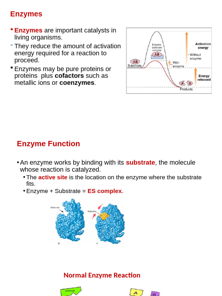 BPE-2 | PDF | Cellular Respiration | Operon