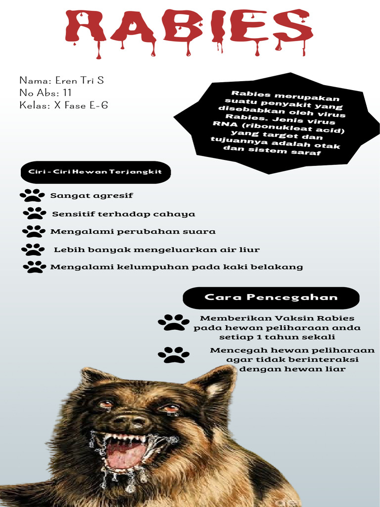 Infografis Rabies PDF | PDF