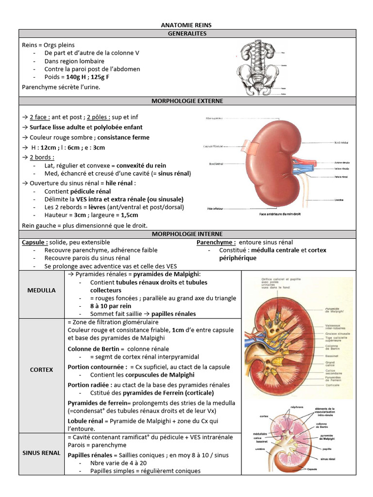 Anatomie des Reins et Vascularisation | PDF | Rein | Anatomie humaine
