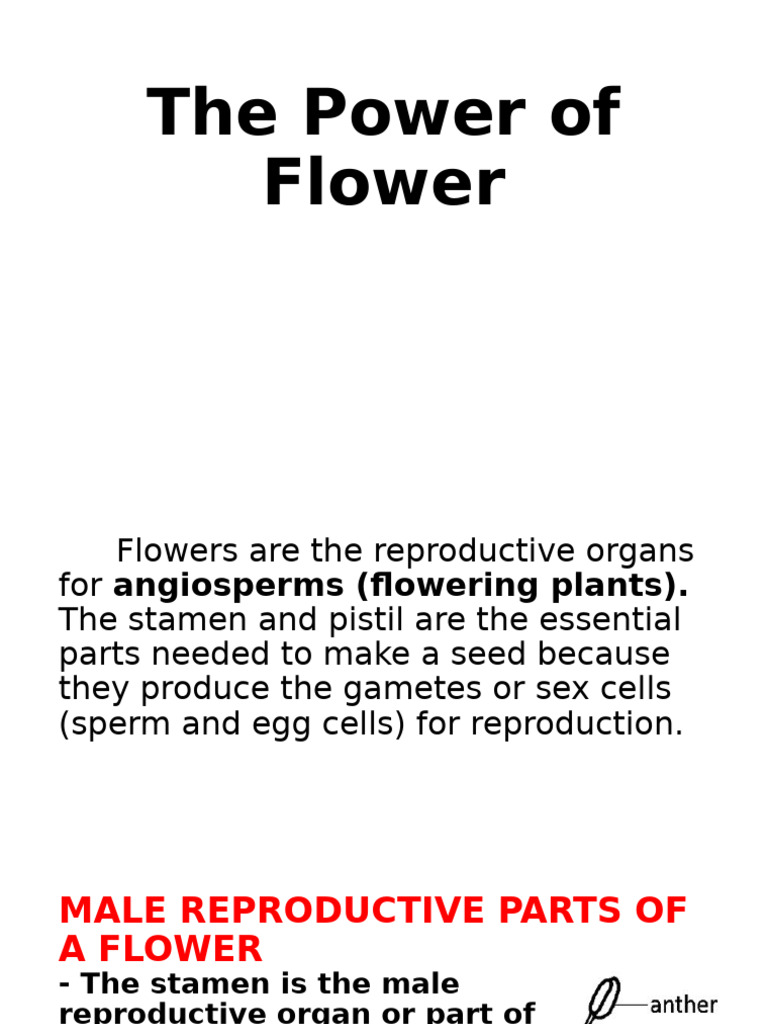 The Power of Flower | PDF