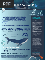 Blue Whale: Adaptations and Conservation | PDF | Whales | Cetacea