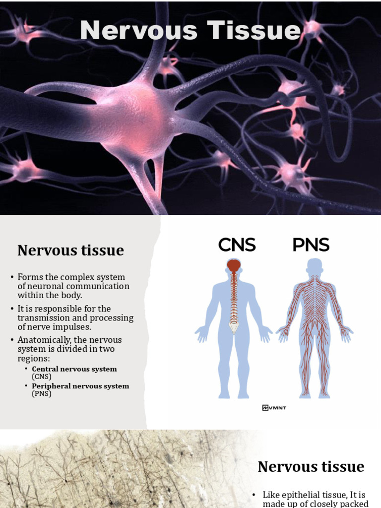 Nervous Tissue | PDF