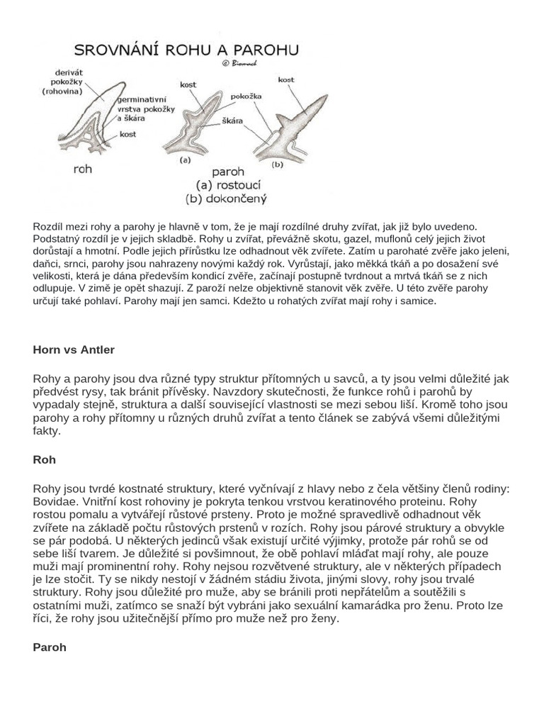 Rozdíl Mezi Rohy A Parohy | PDF