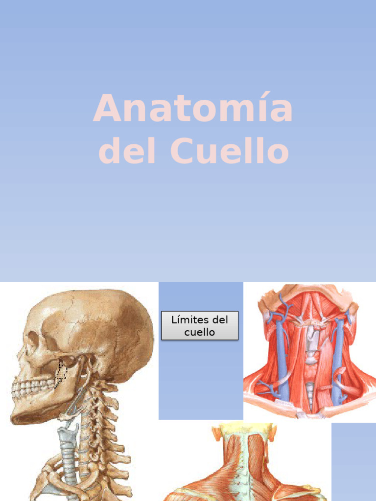 Anatomía del Cuello: Regiones y Músculos | PDF | Tejido suave | Sistema ...
