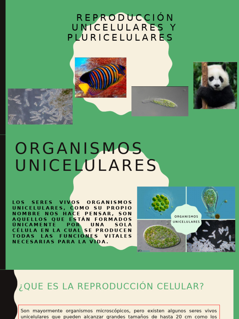Reproducción Unicelulares y Pluricelulares | PDF | Espora | Biología ...