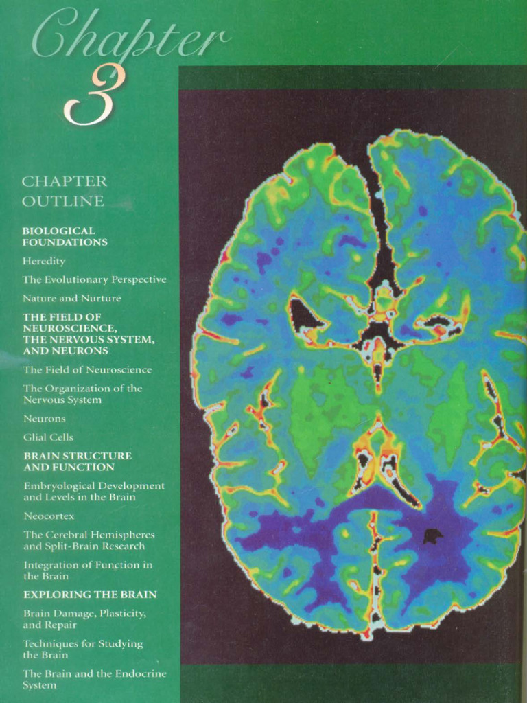 Psychology BBB - Chapter 3 | PDF | Nerve | Neuron