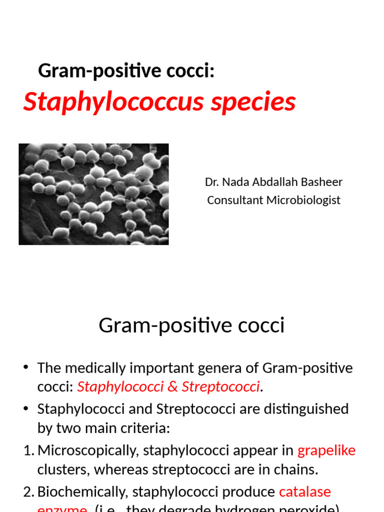 8 - Staphylococcus Species | PDF | Staphylococcus Aureus | Staphylococcus