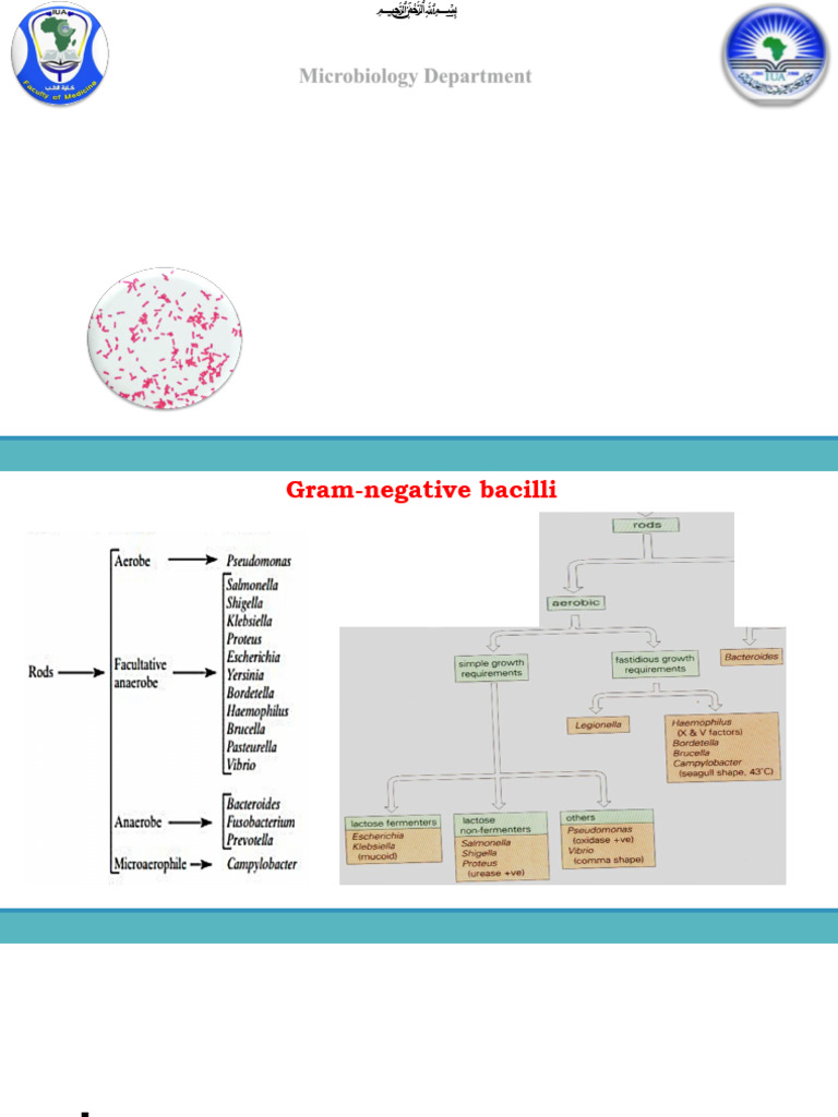 16_ Gram Negative Rods(2) | PDF | Pseudomonas Aeruginosa | Cholera