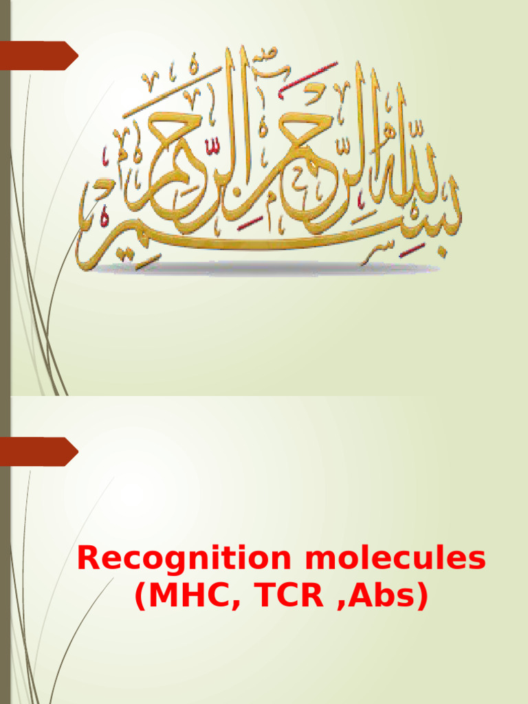 3-Recognition Molecules (TCR, MHC, ABs) | PDF | Major Histocompatibility Complex | Antibody