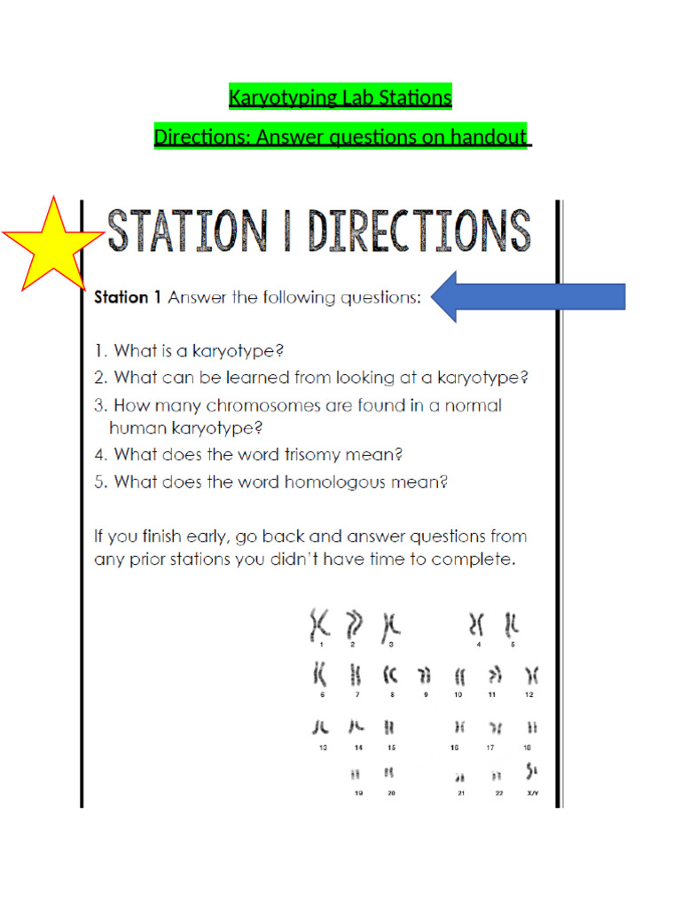 Karyotyping Lab Stations Links For Focus | PDF