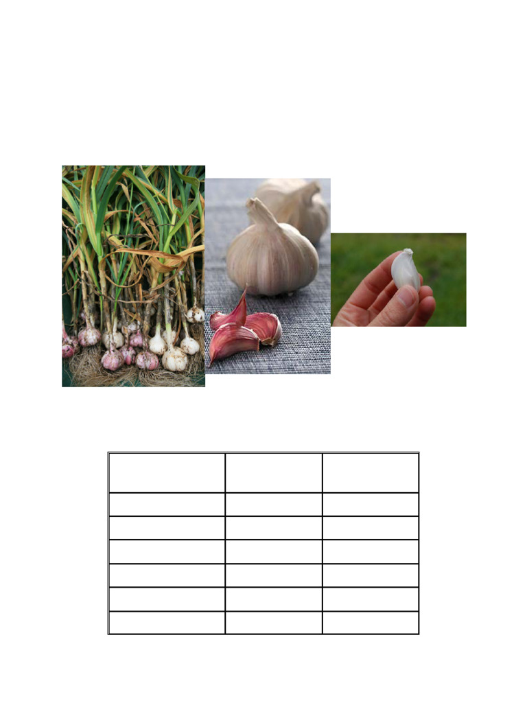 Garlic-PDF | PDF | Garlic | Leaf