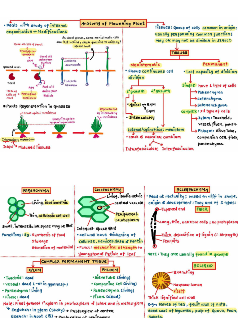 670faaeb433b2f59dc466a7d - ## - ANATOMY OF FLOWERING PLANTS Class Notes ...