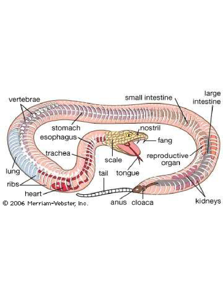 Snake Body Parts Part Function Job | PDF