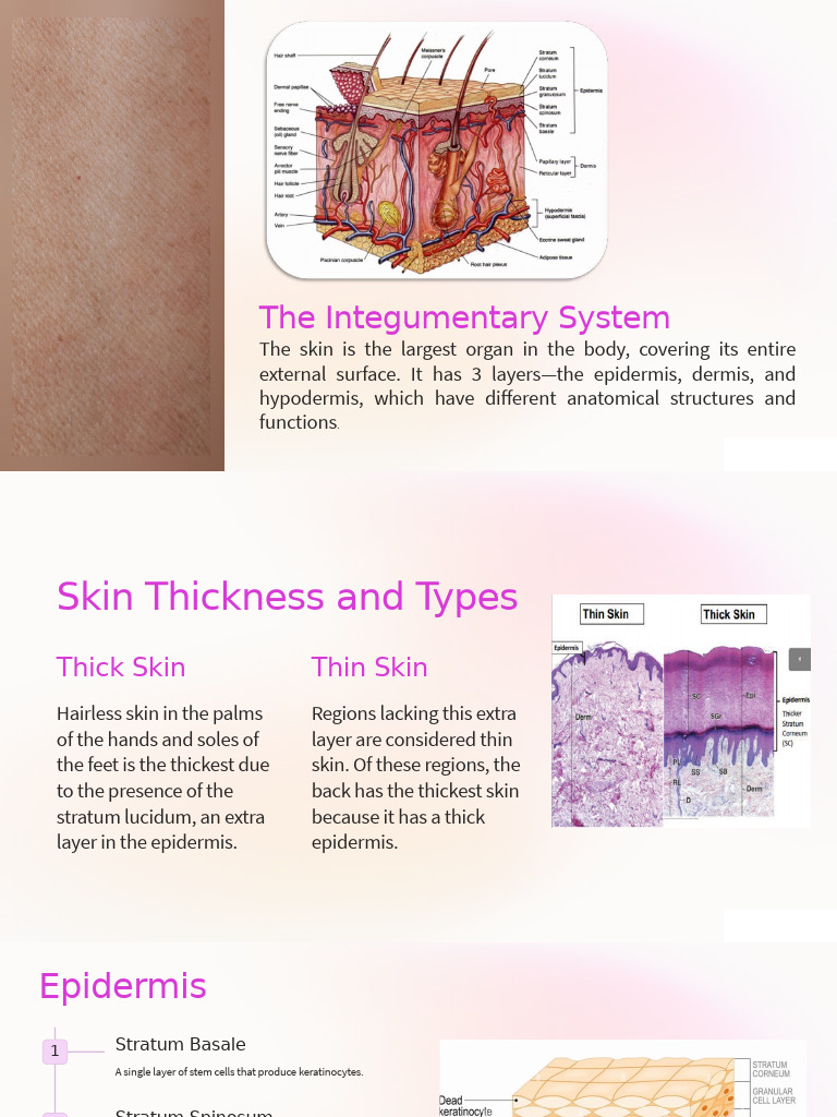 The Integumentary Systemhjbnvxrrr776 | PDF | Skin | Integumentary System