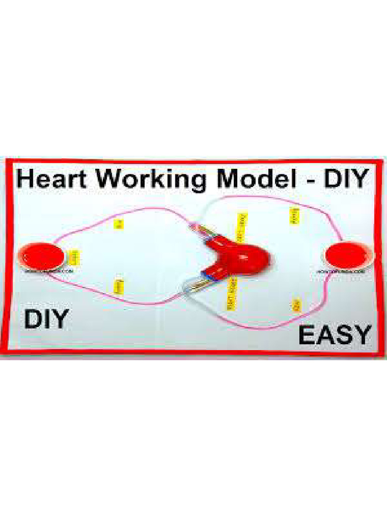 Heart Working Model | PDF
