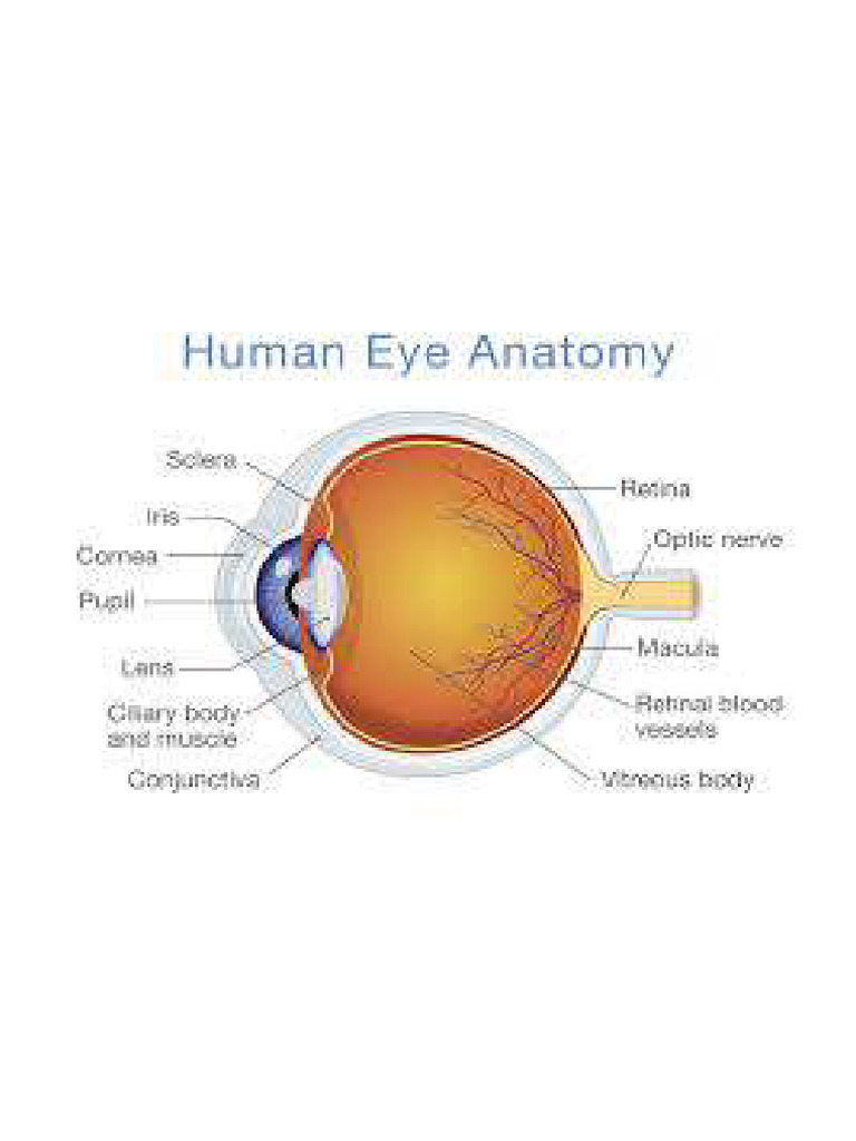 Structure and Function of Human Eye | PDF