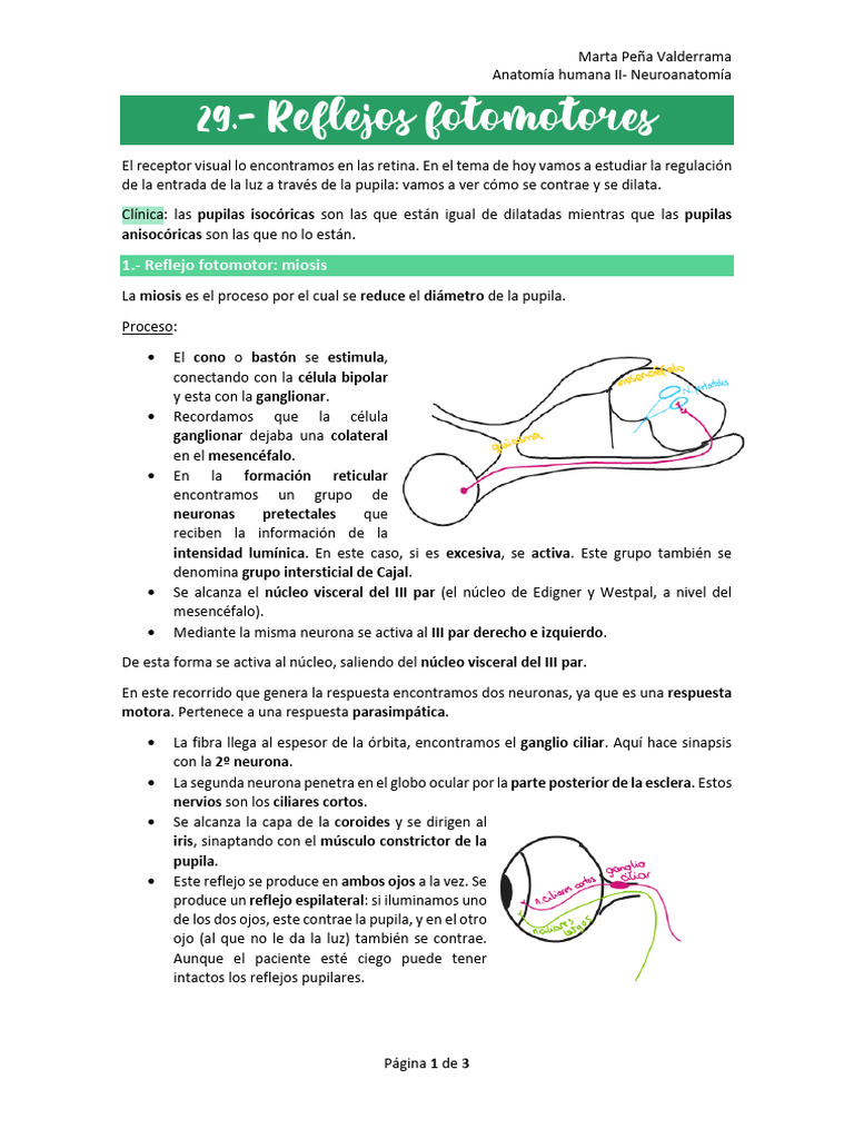 Tema 29 - Reflejos Fotomotores | PDF | Neurona | Sistema nervioso