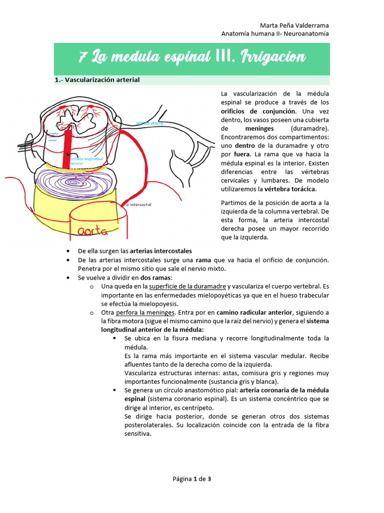 Tema 7 Médula Espinal III Irrigacion | PDF | Médula espinal | Vértebra