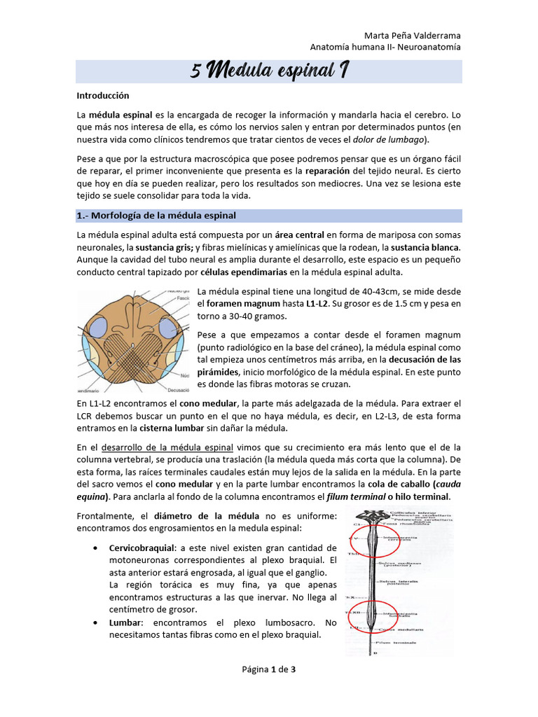 Tema 5 Médula Espinal | PDF | Médula espinal | Neuroanatomía