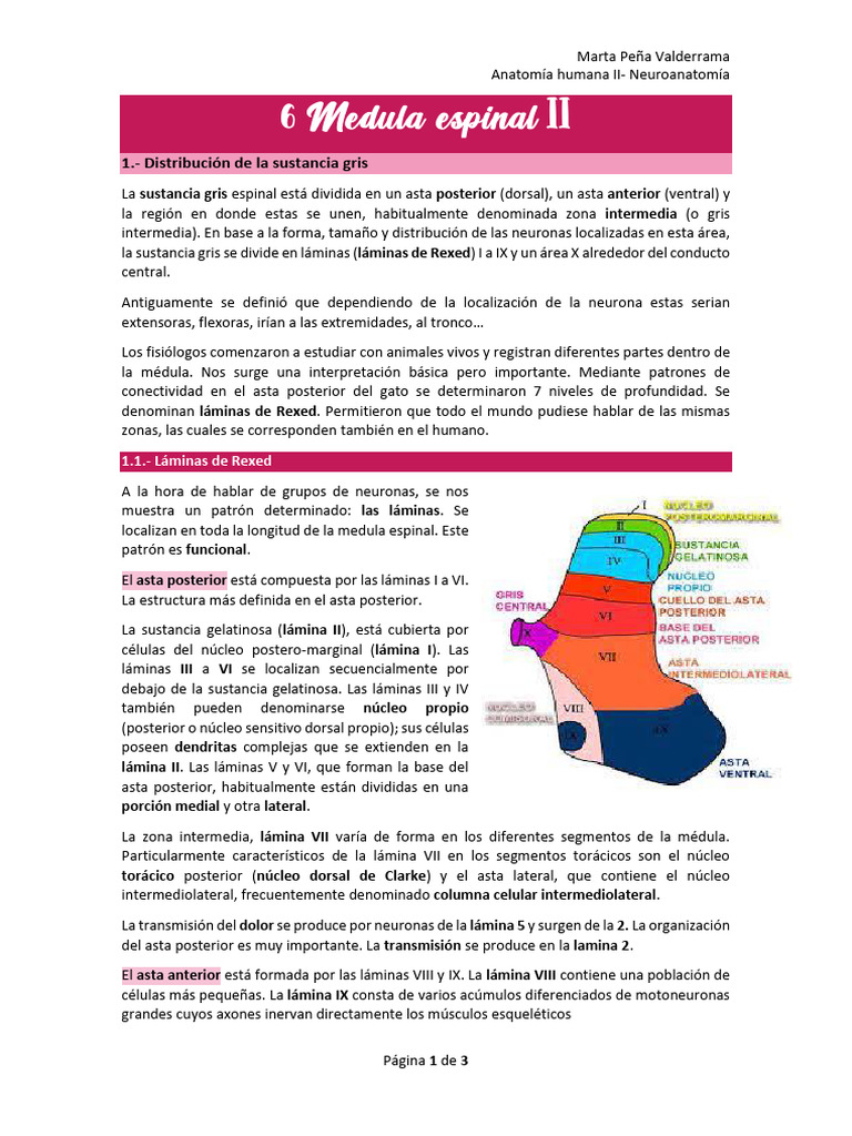 Tema 6 Medula Espinal II | PDF | Médula espinal | Materia gris