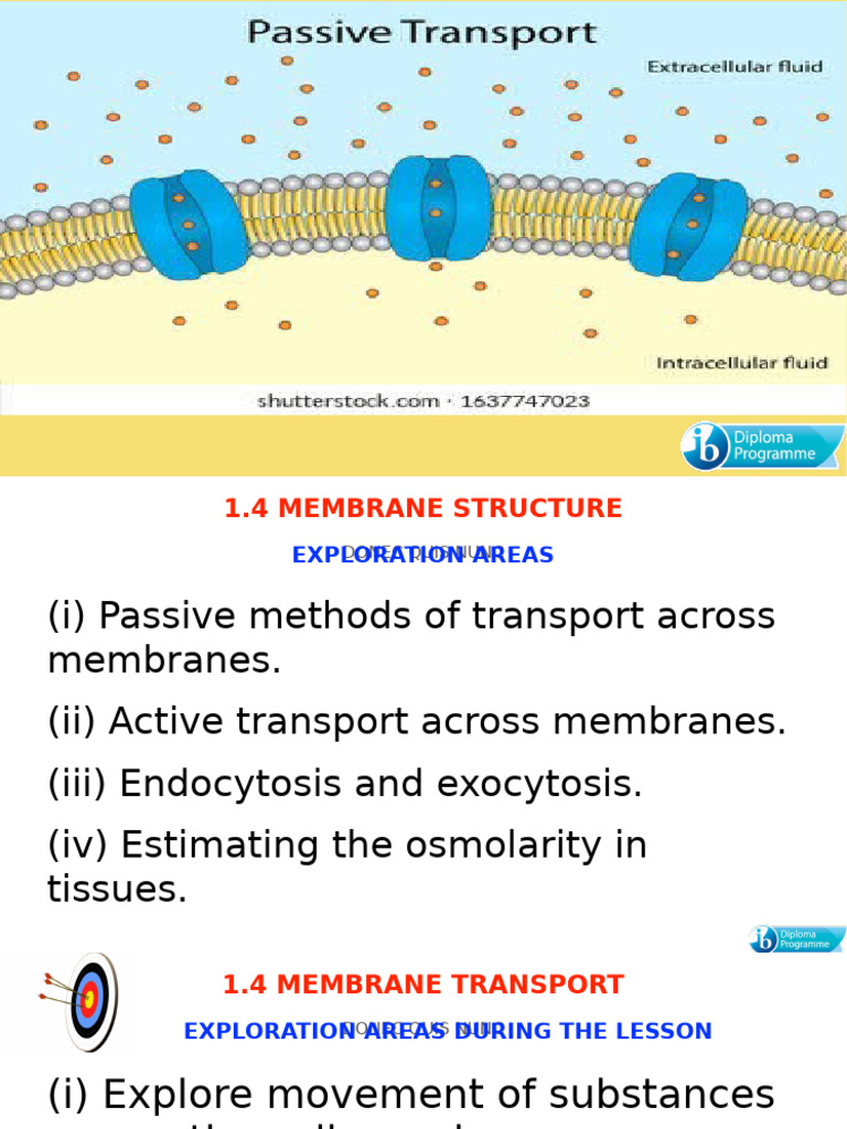 1.4 Membrane Transport | PDF | Cell Membrane | Endoplasmic Reticulum