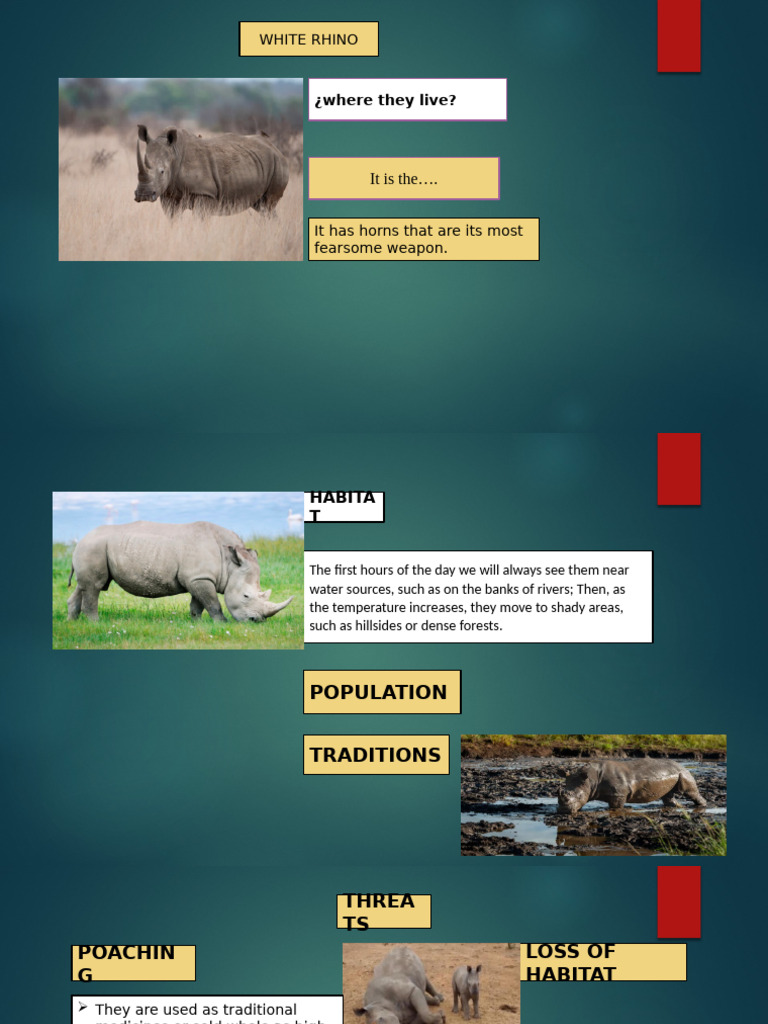 rhino | PDF