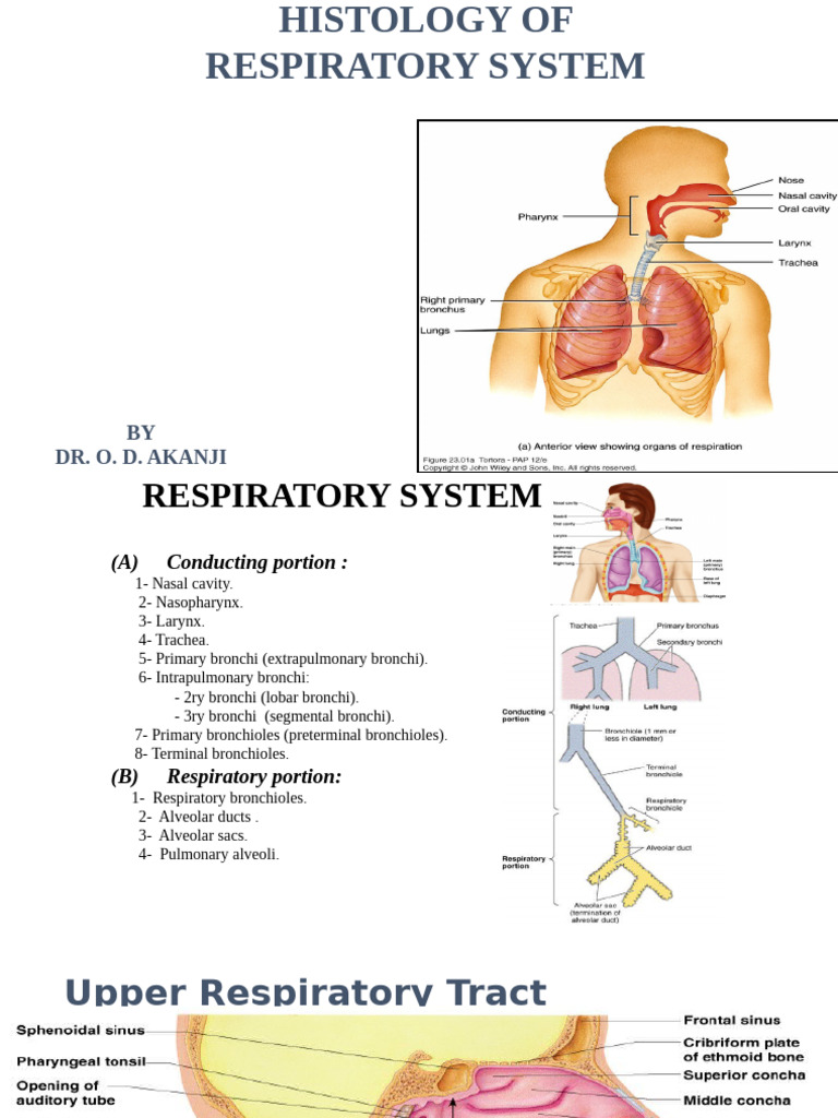 Ana 206 Histology of Respiratory System by Dr. Akanji | PDF | Lung ...