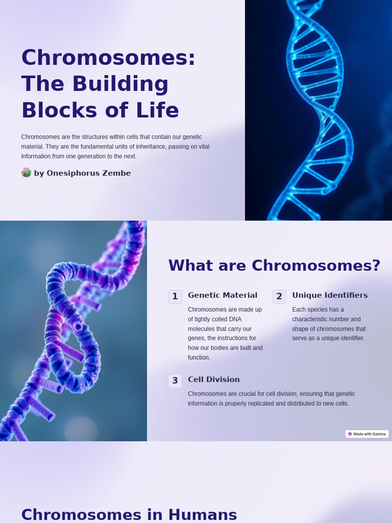 Chromosomes The Building Blocks of Life | PDF | Genetics | Chromosome