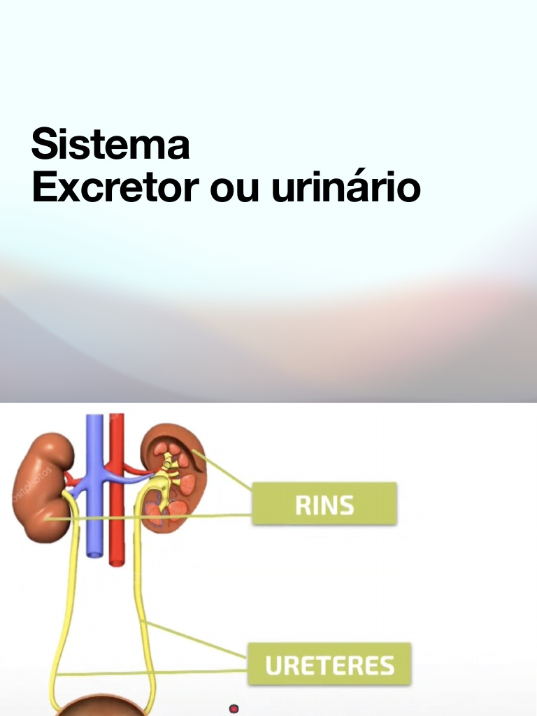 Sistema Excretor Ou Urinário | PDF | Gastronomia, comida e vinho | Bem-estar