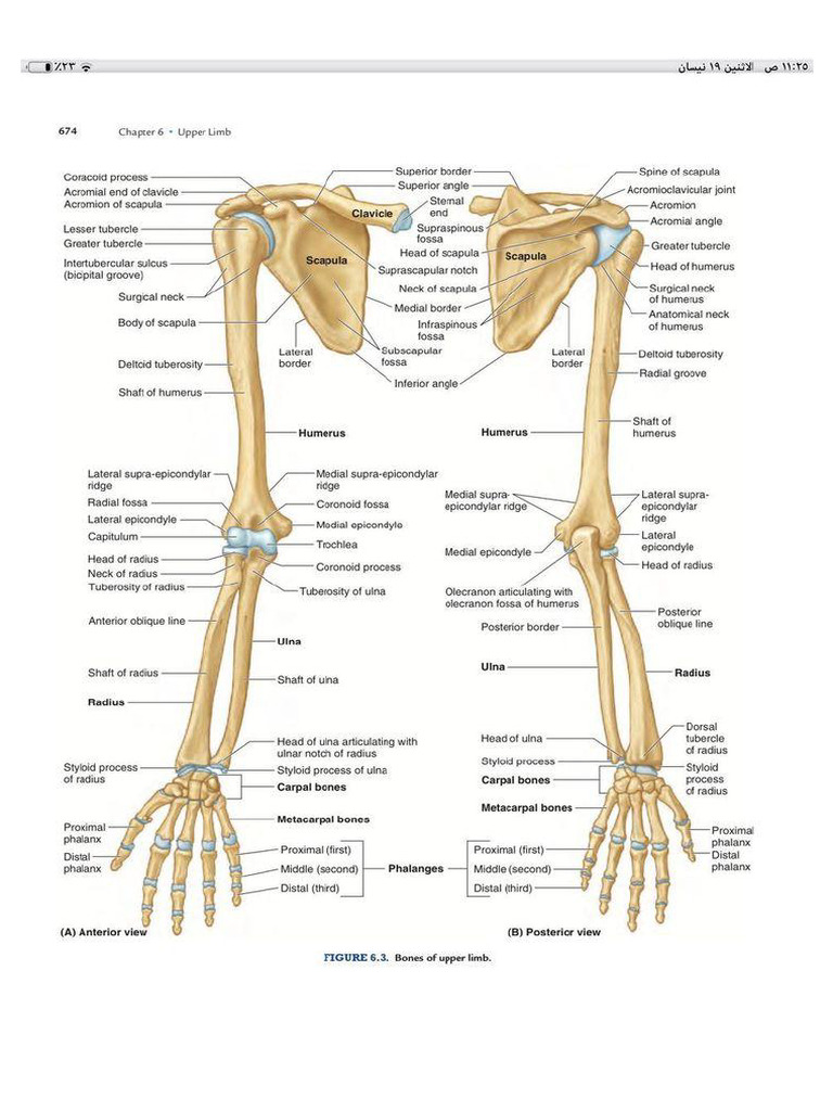 Upper Limb | PDF