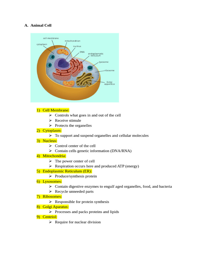 Cell and Microscope Notes | PDF | Cell (Biology) | Microscope
