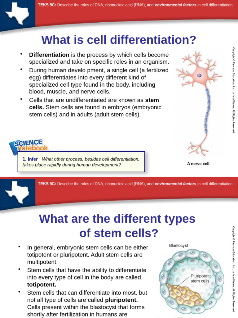 CellDifferentiationNotes Pearson | PDF | Cell Potency | Gene