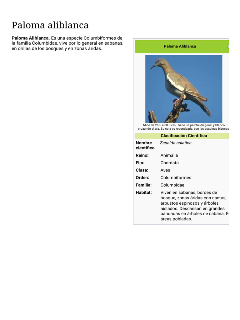 Paloma Aliblanca | PDF | Aves | Ornitología