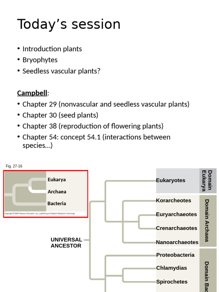 Plants Intro 2024 | PDF | Biological Interactions | Botany