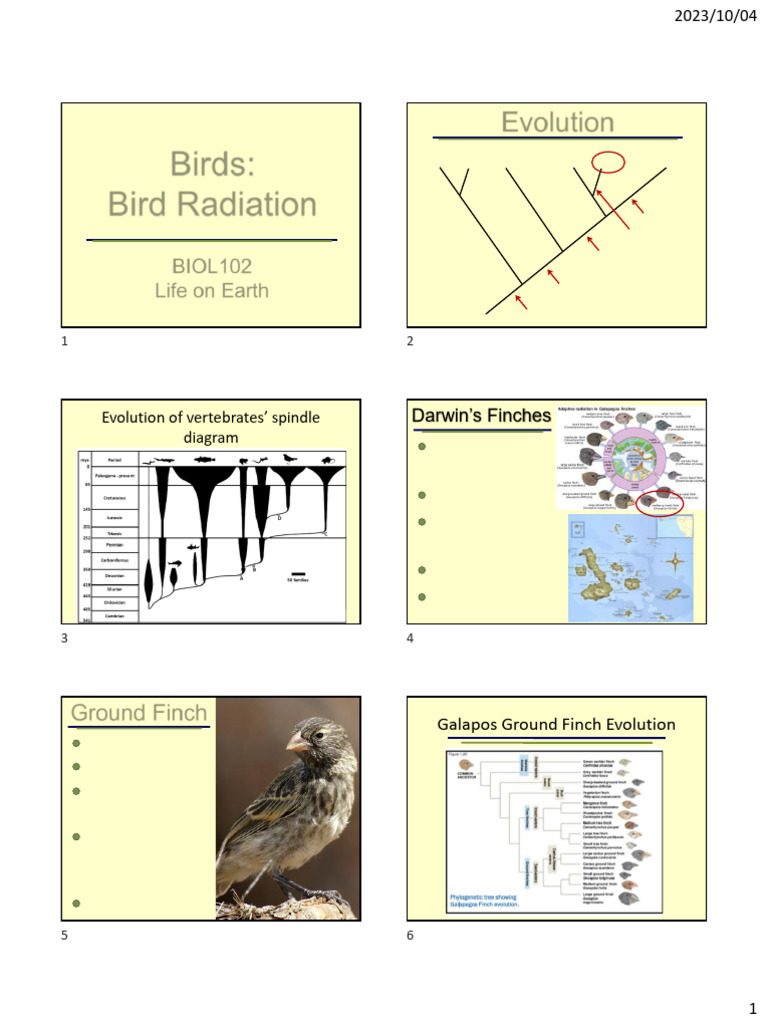 Vertebrates L6 Bird Radiation | PDF | Birds | Beak