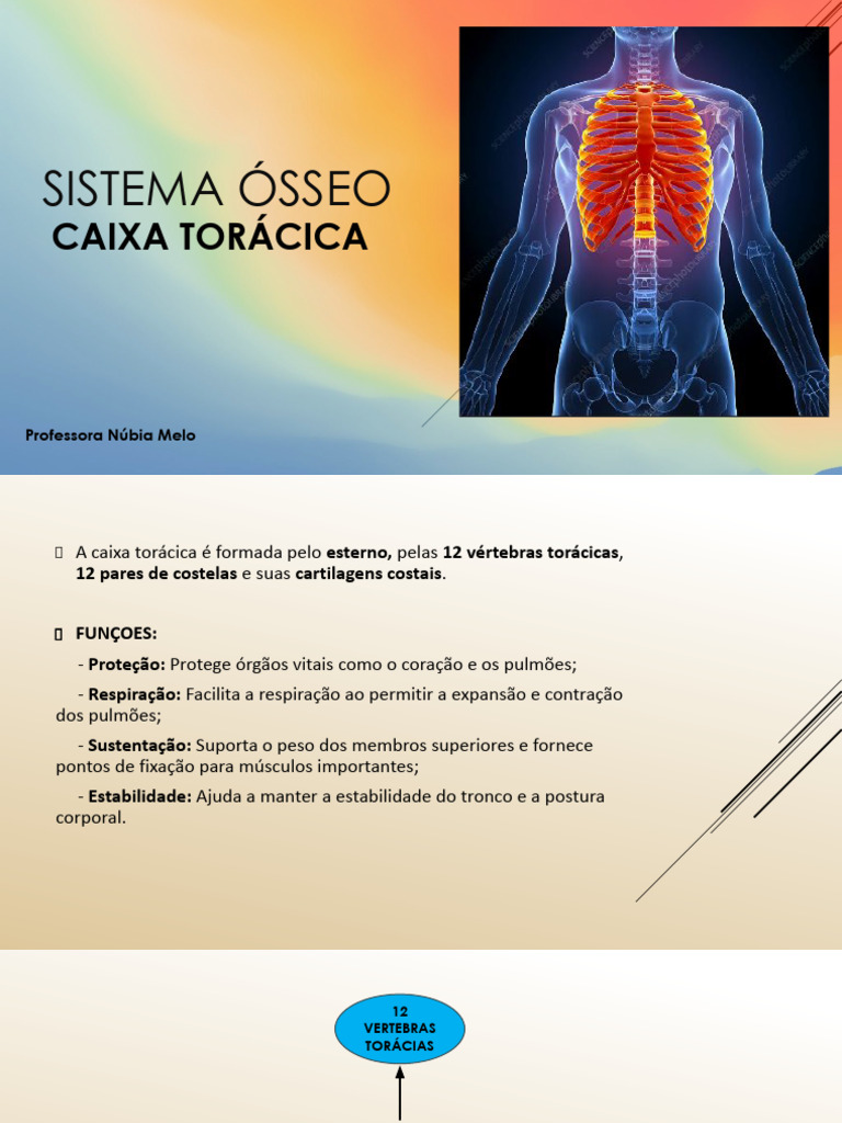 Anatomia da Caixa Torácica | PDF | Sistema Locomotor | Tórax (anatomia ...