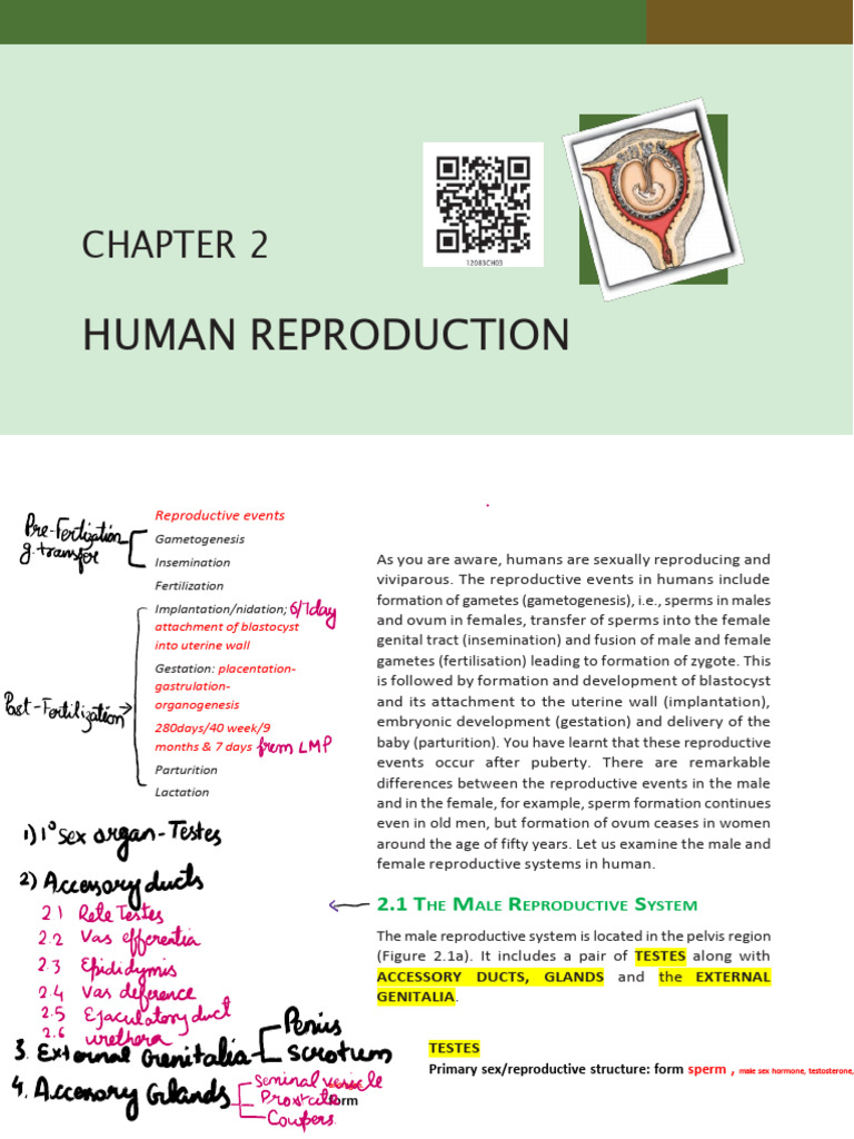 human reproduction (2) | PDF | Menstrual Cycle | Testicle