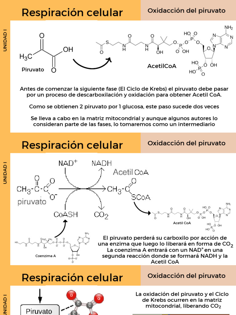 Esquema Ciclo de Krebs | PDF | Respiración celular | Ciclo del ácido ...