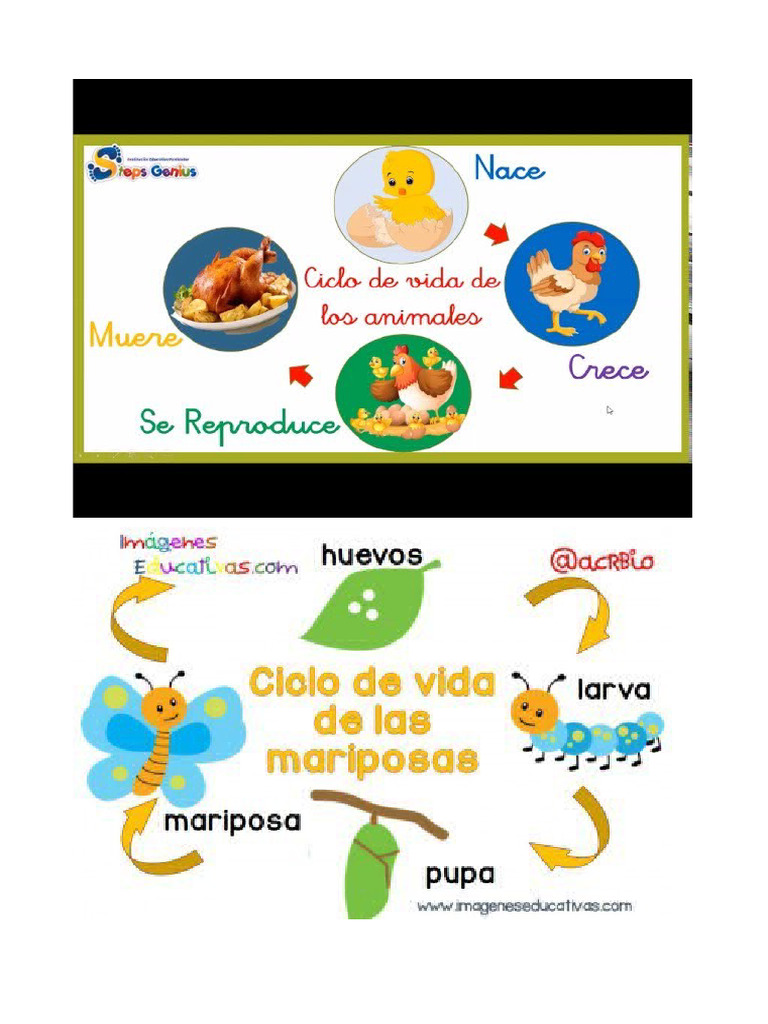Ciclo de Vida | PDF