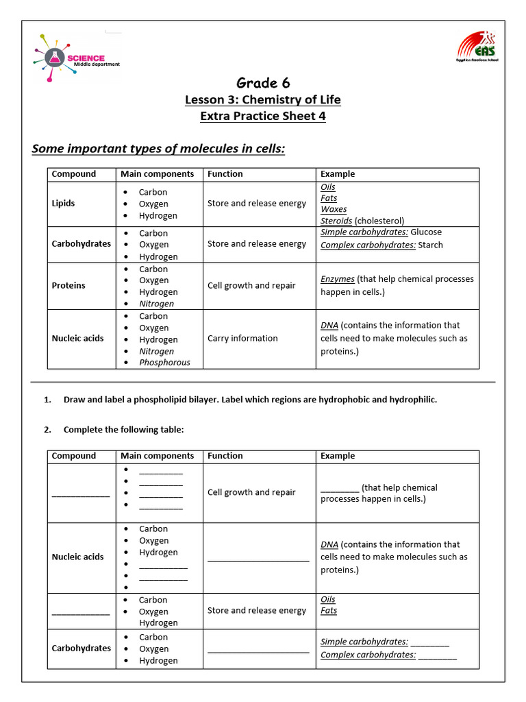 Some Important Types of Molecules in Cells:: Lesson 3: Chemistry of Life Extra Practice Sheet 4 ...